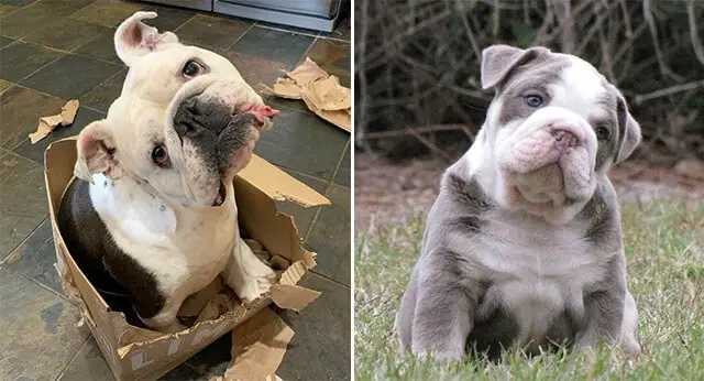 15 Adorable Pictures Of English Bulldog Head Tilt - ilovedogscute.com