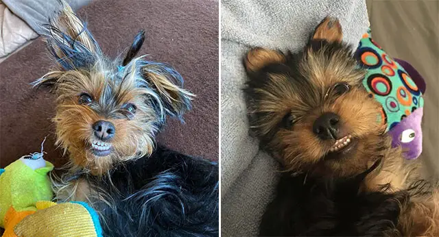 15 Funny Pictures Of Yorkie Teefs - ilovedogscute.com