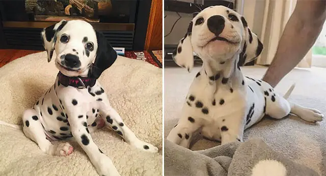15 Hilarious Pictures Of Dalmatians With Funny Smiles - ilovedogscute.com