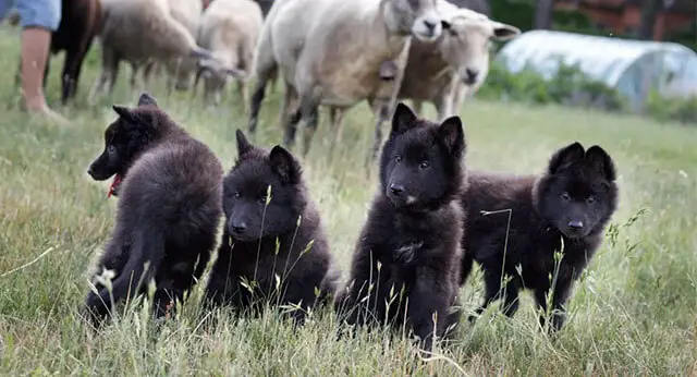 15 Photos Of Belgian Sheepdog Puppies That Make Everyone Fall In Love ...