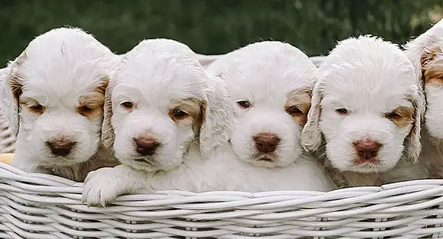 15 Photos Of Clumber Spaniel Puppies That Make Everyone Fall In Love ...