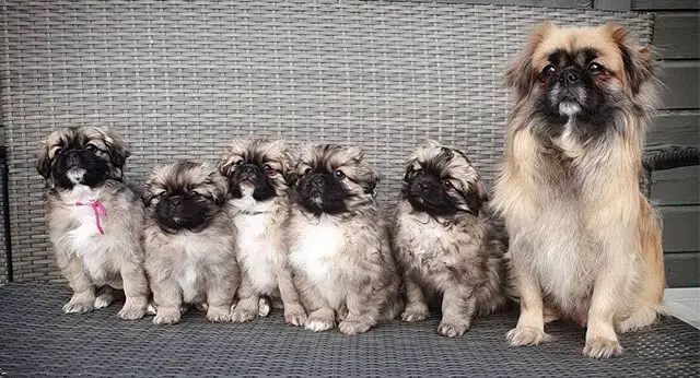 15 Photos Of Tibetan Spaniel Puppies That Make Everyone Fall In Love ...