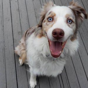 15 Adorable Pictures Of Australian Shepherds With Happy Smiles ...