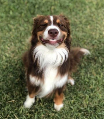 15 Adorable Pictures Of Australian Shepherds With Happy Smiles ...