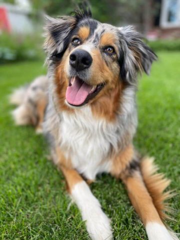 15 Adorable Pictures Of Australian Shepherds With Happy Smiles ...