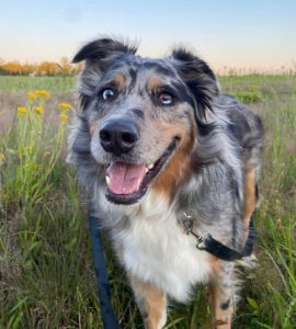 15 Adorable Pictures Of Australian Shepherds With Happy Smiles ...