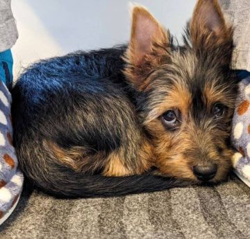 15 Photos Of Australian Terrier Puppies That Make Everyone's Heart Melt ...