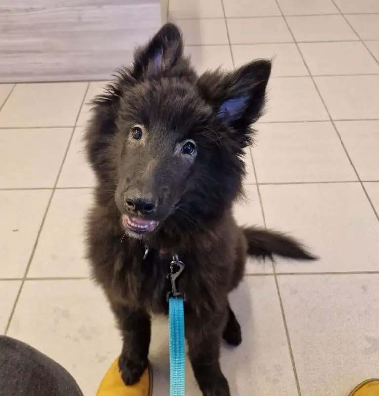 15 Photos Of Belgian Sheepdog Puppies That Make Everyone Fall In Love ...