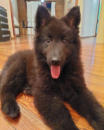 15 Photos Of Belgian Sheepdog Puppies That Make Everyone Fall In Love ...