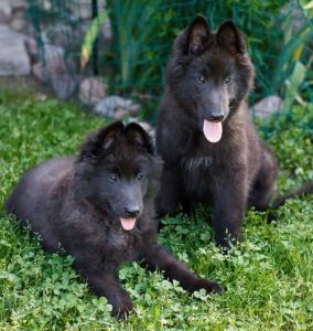 15 Photos Of Belgian Sheepdog Puppies That Make Everyone Fall In Love ...