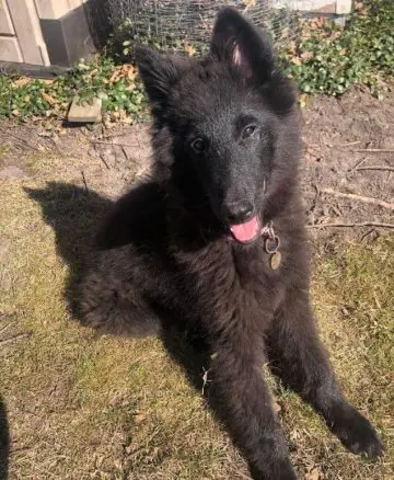 15 Photos Of Belgian Sheepdog Puppies That Make Everyone Fall In Love ...