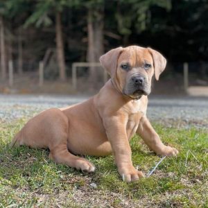 15 Photos Of Boerboel Puppies That Make Everyone Fall In Love ...