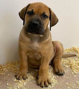 15 Photos Of Boerboel Puppies That Make Everyone Fall In Love ...