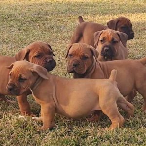 15 Photos Of Boerboel Puppies That Make Everyone Fall In Love ...