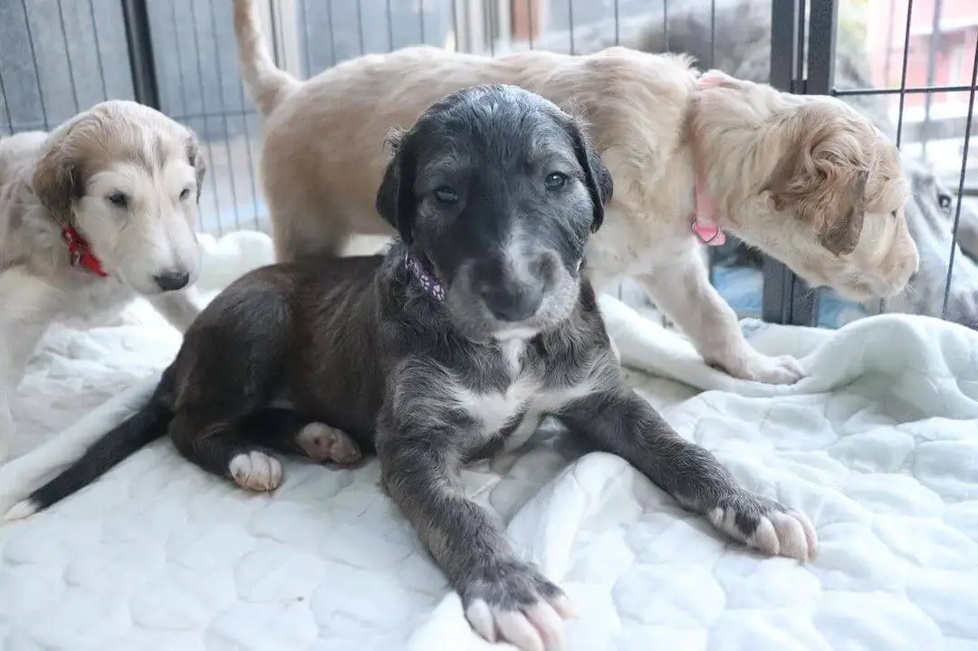 15 Photos Of Borzoi Puppies With Pure Beauty - ilovedogscute.com
