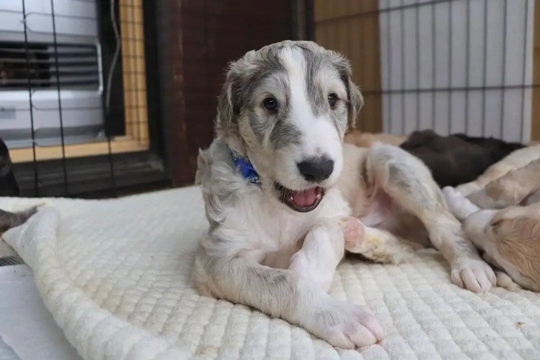 15 Photos Of Borzoi Puppies With Pure Beauty - ilovedogscute.com