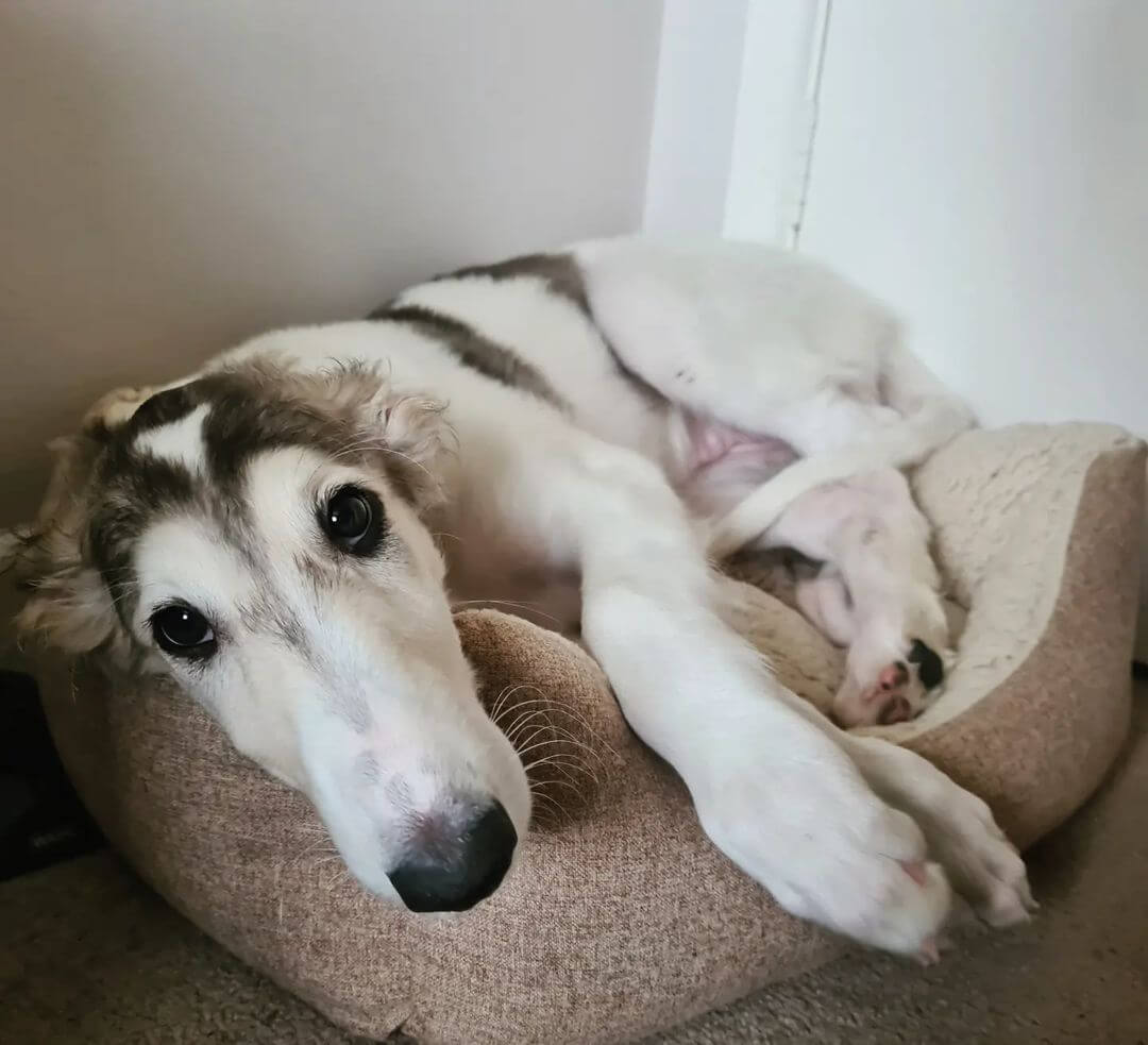 15 Photos Of Borzoi Puppies With Pure Beauty - ilovedogscute.com