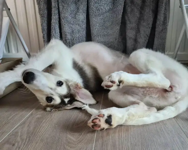 15 Photos Of Borzoi Puppies With Pure Beauty - ilovedogscute.com