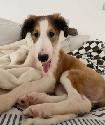 15 Photos Of Borzoi Puppies With Pure Beauty - ilovedogscute.com