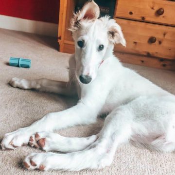 15 Photos Of Borzoi Puppies With Pure Beauty - ilovedogscute.com