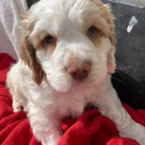 15 Photos Of Clumber Spaniel Puppies That Make Everyone Fall In Love ...
