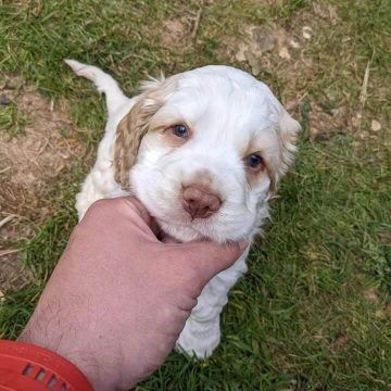 15 Photos Of Clumber Spaniel Puppies That Make Everyone Fall In Love ...