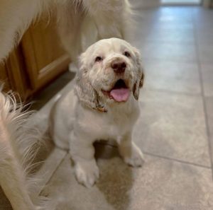15 Photos Of Clumber Spaniel Puppies That Make Everyone Fall In Love ...