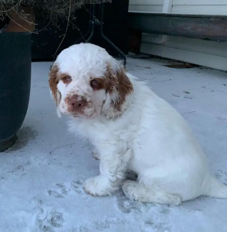 15 Photos Of Clumber Spaniel Puppies That Make Everyone Fall In Love ...