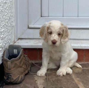 15 Photos Of Clumber Spaniel Puppies That Make Everyone Fall In Love ...