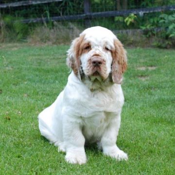 15 Photos Of Clumber Spaniel Puppies That Make Everyone Fall In Love ...