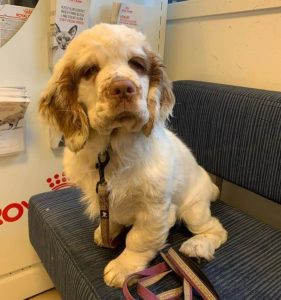15 Photos Of Clumber Spaniel Puppies That Make Everyone Fall In Love ...