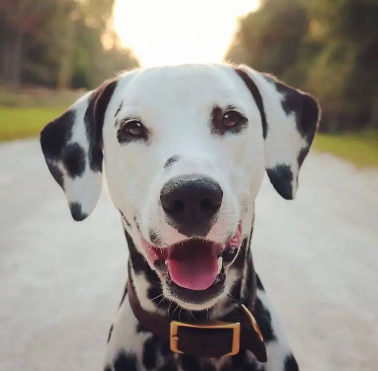 15 Hilarious Pictures Of Dalmatians With Funny Smiles - ilovedogscute.com