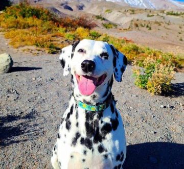 15 Hilarious Pictures Of Dalmatians With Funny Smiles - ilovedogscute.com