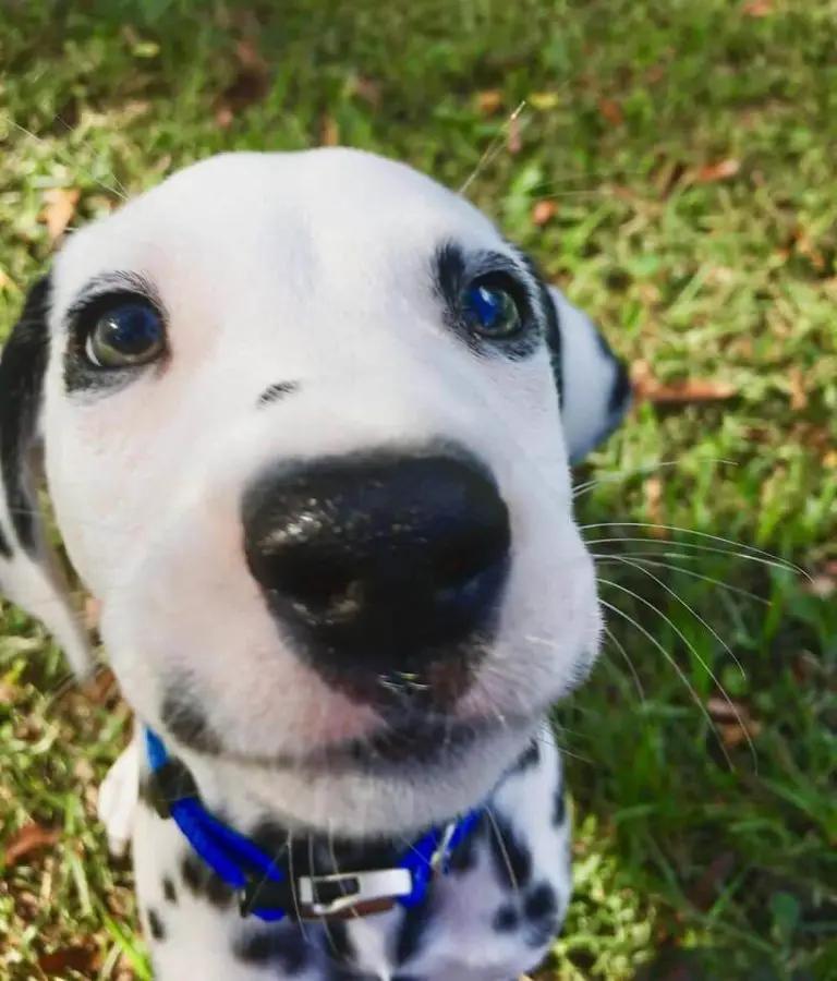 15 Hilarious Pictures Of Dalmatians With Funny Smiles - ilovedogscute.com