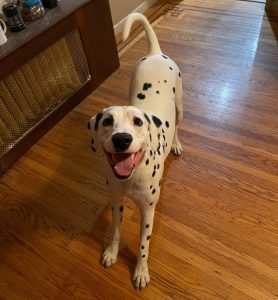 15 Hilarious Pictures Of Dalmatians With Funny Smiles - ilovedogscute.com