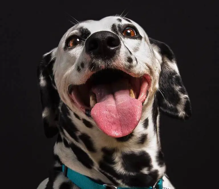 15 Hilarious Pictures Of Dalmatians With Funny Smiles - ilovedogscute.com