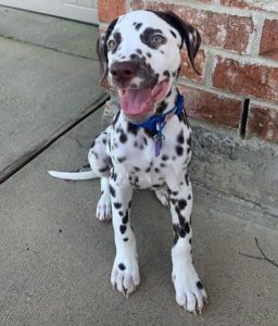 15 Hilarious Pictures Of Dalmatians With Funny Smiles - ilovedogscute.com