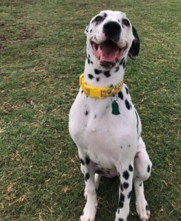 15 Hilarious Pictures Of Dalmatians With Funny Smiles - ilovedogscute.com