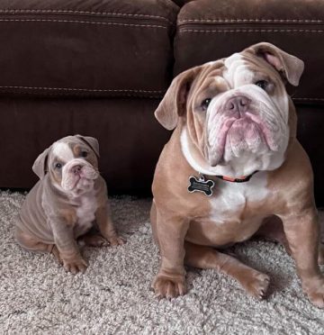15 Adorable Pictures Of English Bulldog Head Tilt - ilovedogscute.com