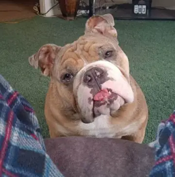 15 Adorable Pictures Of English Bulldog Head Tilt - ilovedogscute.com