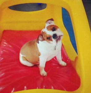 15 Adorable Pictures Of English Bulldog Head Tilt - ilovedogscute.com