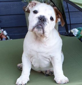 15 Adorable Pictures Of English Bulldog Head Tilt - ilovedogscute.com