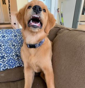 15 Hilarious Pictures Of Golden Retriever Teefs - ilovedogscute.com
