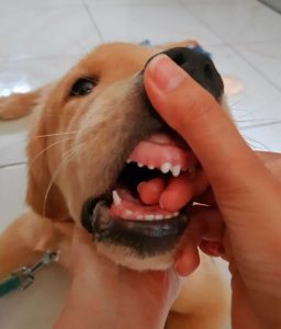 15 Hilarious Pictures Of Golden Retriever Teefs - ilovedogscute.com