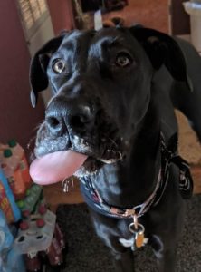 15 Funny Pictures Of Great Danes With Their Tongues Out - ilovedogscute.com