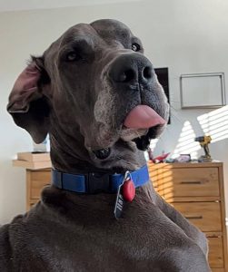15 Funny Pictures Of Great Danes With Their Tongues Out - ilovedogscute.com