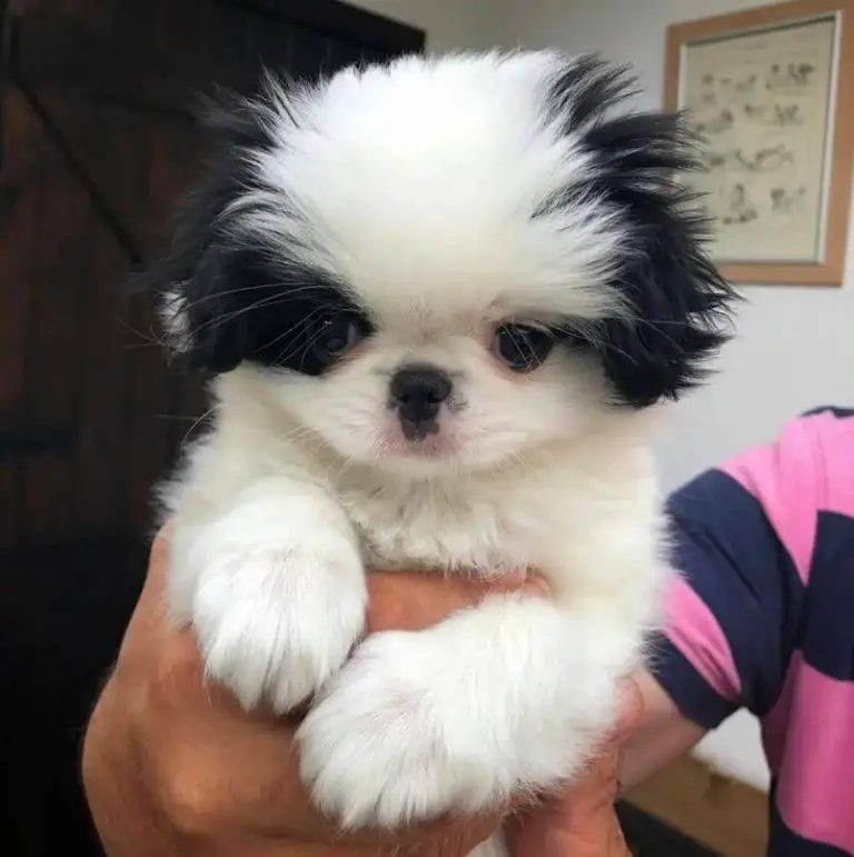 15 Photos Of Japanese Chin Puppies That Make Everyone Fall In Love ...
