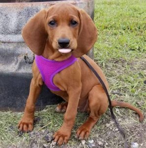 15 Photos Of Redbone Coonhound Puppies That Make Everyone's Heart Melt ...
