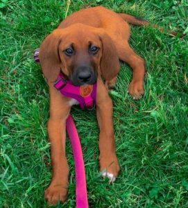 15 Photos Of Redbone Coonhound Puppies That Make Everyone's Heart Melt ...