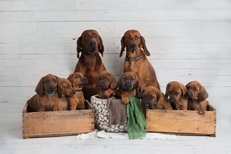 15 Photos Of Redbone Coonhound Puppies That Make Everyone's Heart Melt ...